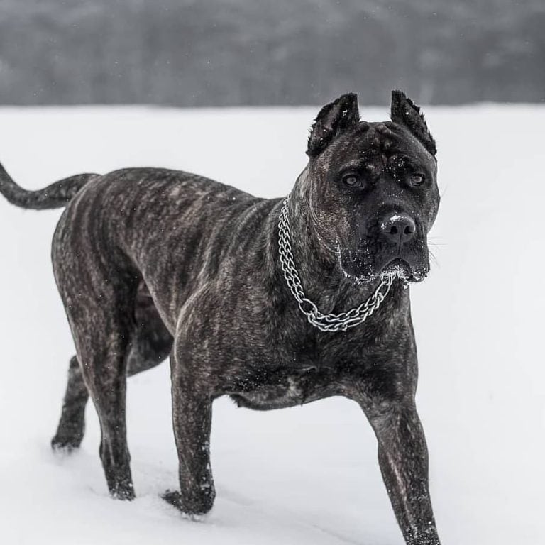 Presa Canario, todo lo que necesitas saber - Adiestrar Perros